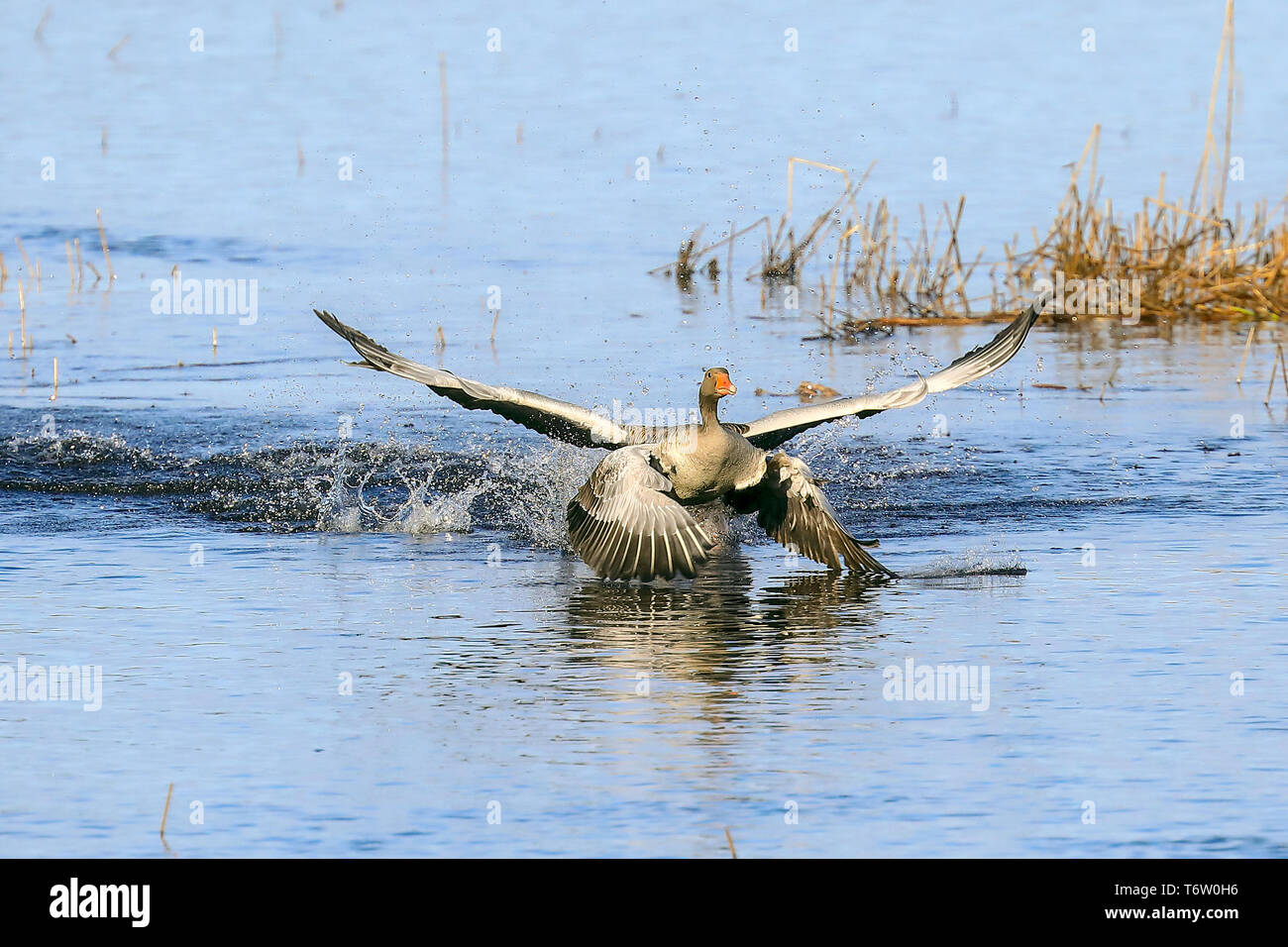 greylag goose is migration bird Stock Photo - Alamy