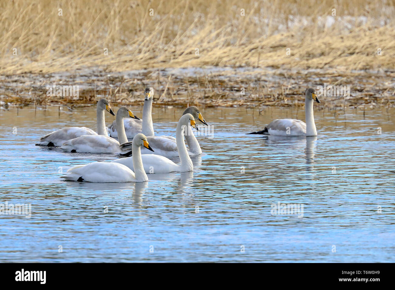 whooper swan spring day Stock Photo - Alamy