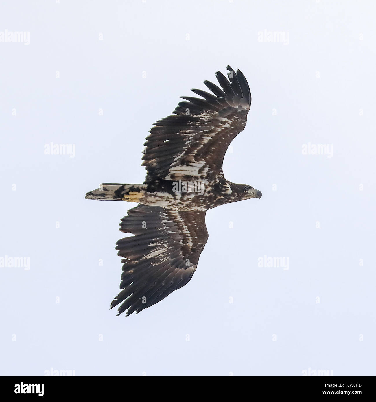 White tailed eagle flight hi-res stock photography and images - Alamy