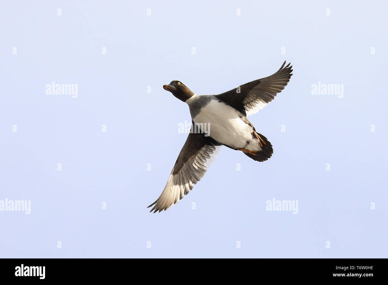 common goldeneye migration time Stock Photo - Alamy