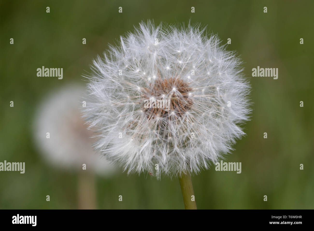 Dandelions pattern hi-res stock photography and images - Alamy