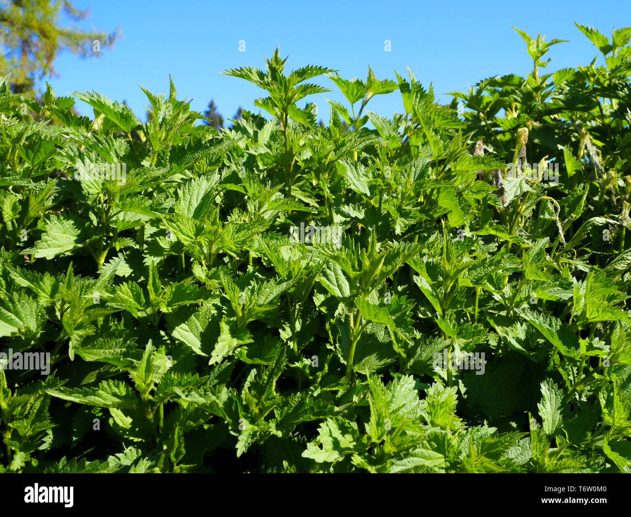 stinging nettle leaves in springtime with blue sunny sky Stock Photo ...