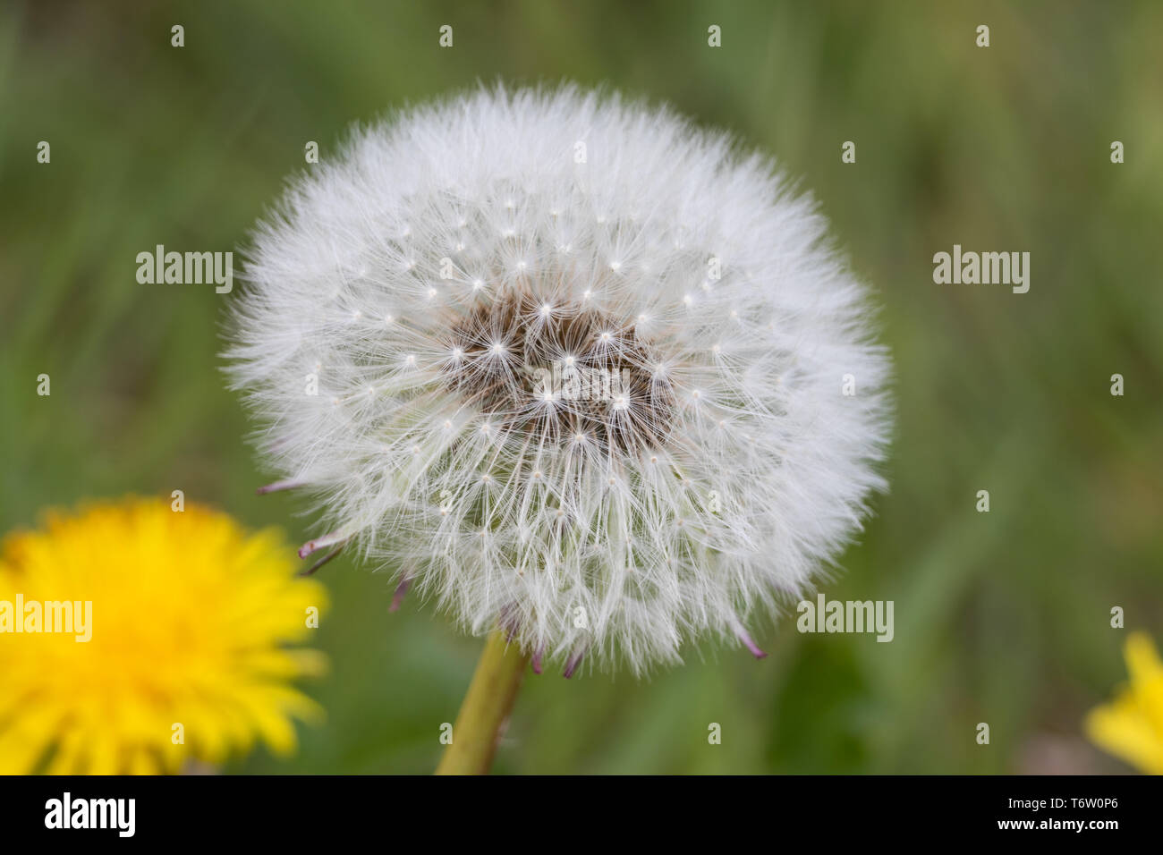 Dandelions pattern hi-res stock photography and images - Alamy