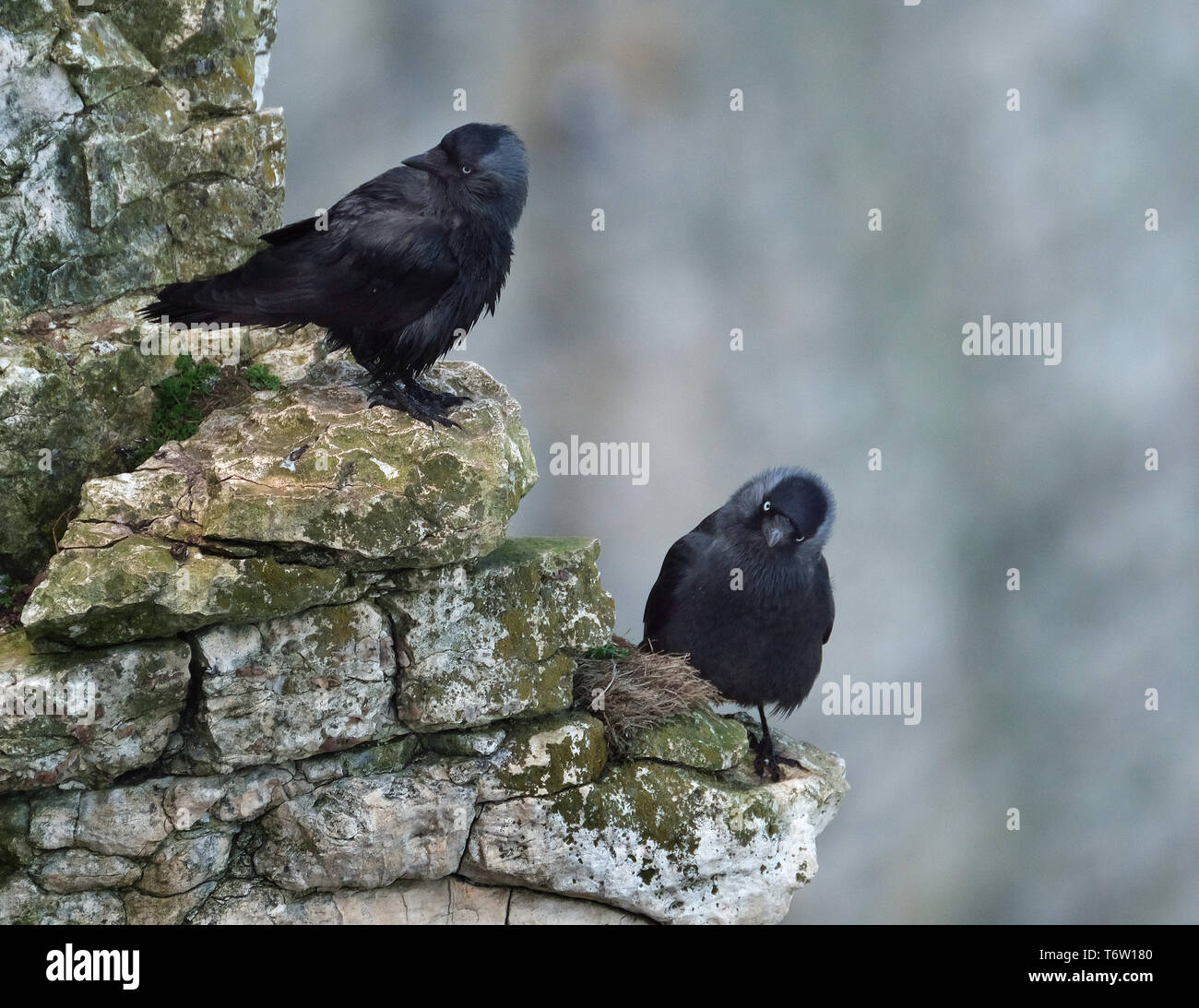 Jackdaw cliff nest uk hi-res stock photography and images - Alamy