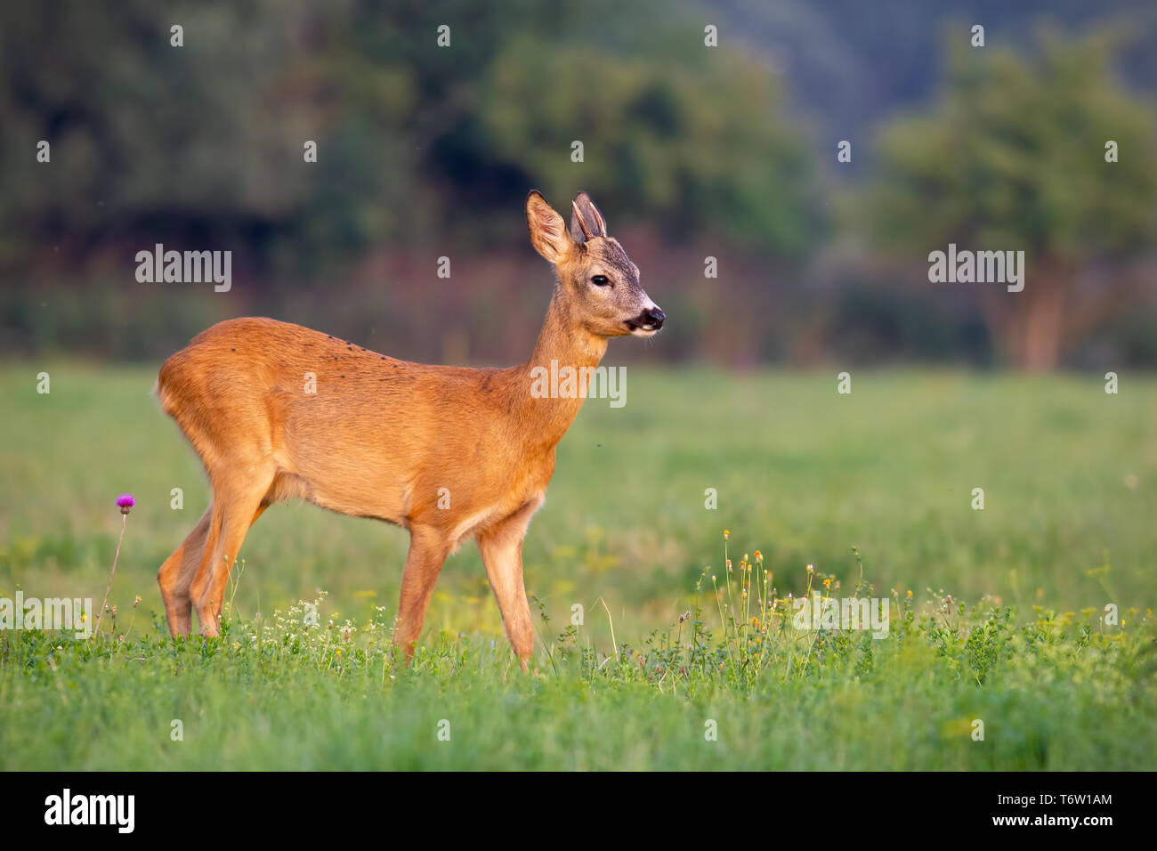 Young roe deer hi-res stock photography and images - Alamy