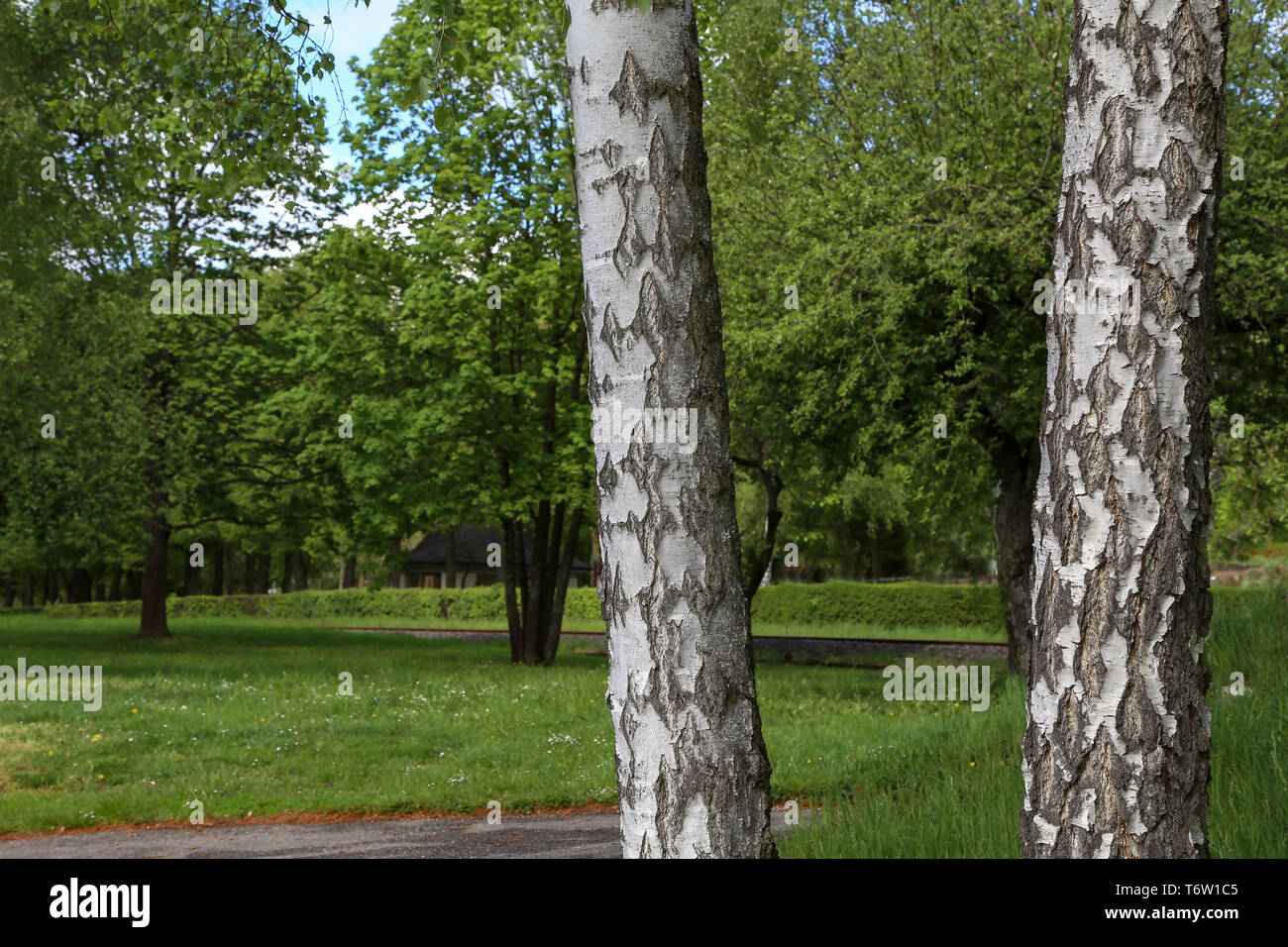 Two birch trees stand hi-res stock photography and images - Alamy