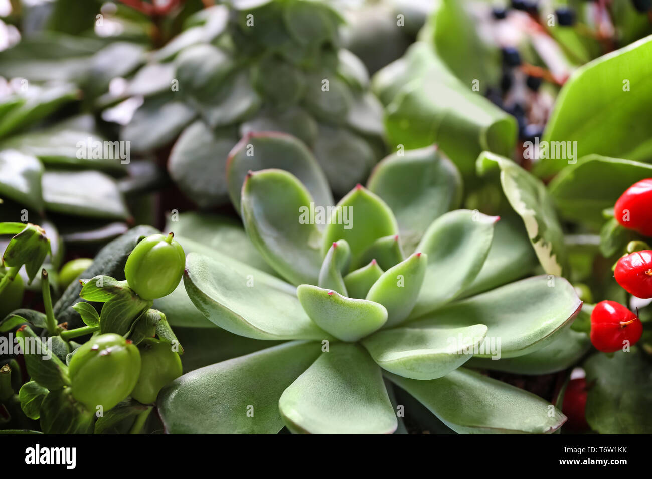 Creative flower bouquet hi-res stock photography and images - Alamy