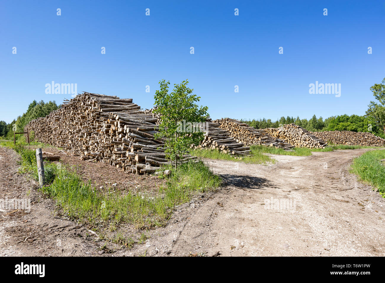 Wood, stacked and cut natural texture. Conifer stack pattern. Hardwood ...