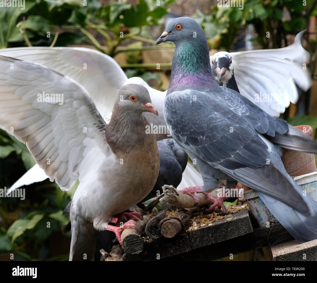 Feral pigeons feeding in urban house garden Stock Photo - Alamy