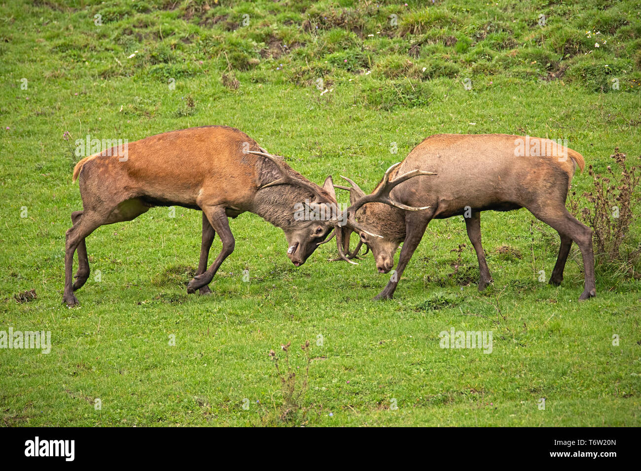 Red deer stag rut fighting hi-res stock photography and images - Alamy