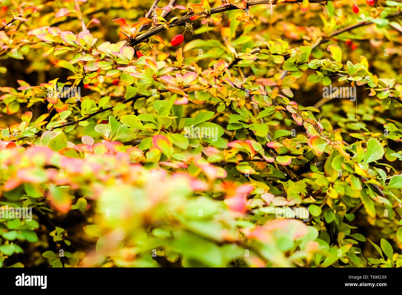 Fall beauty, weather and seasons concept - Autumn nature scene ...