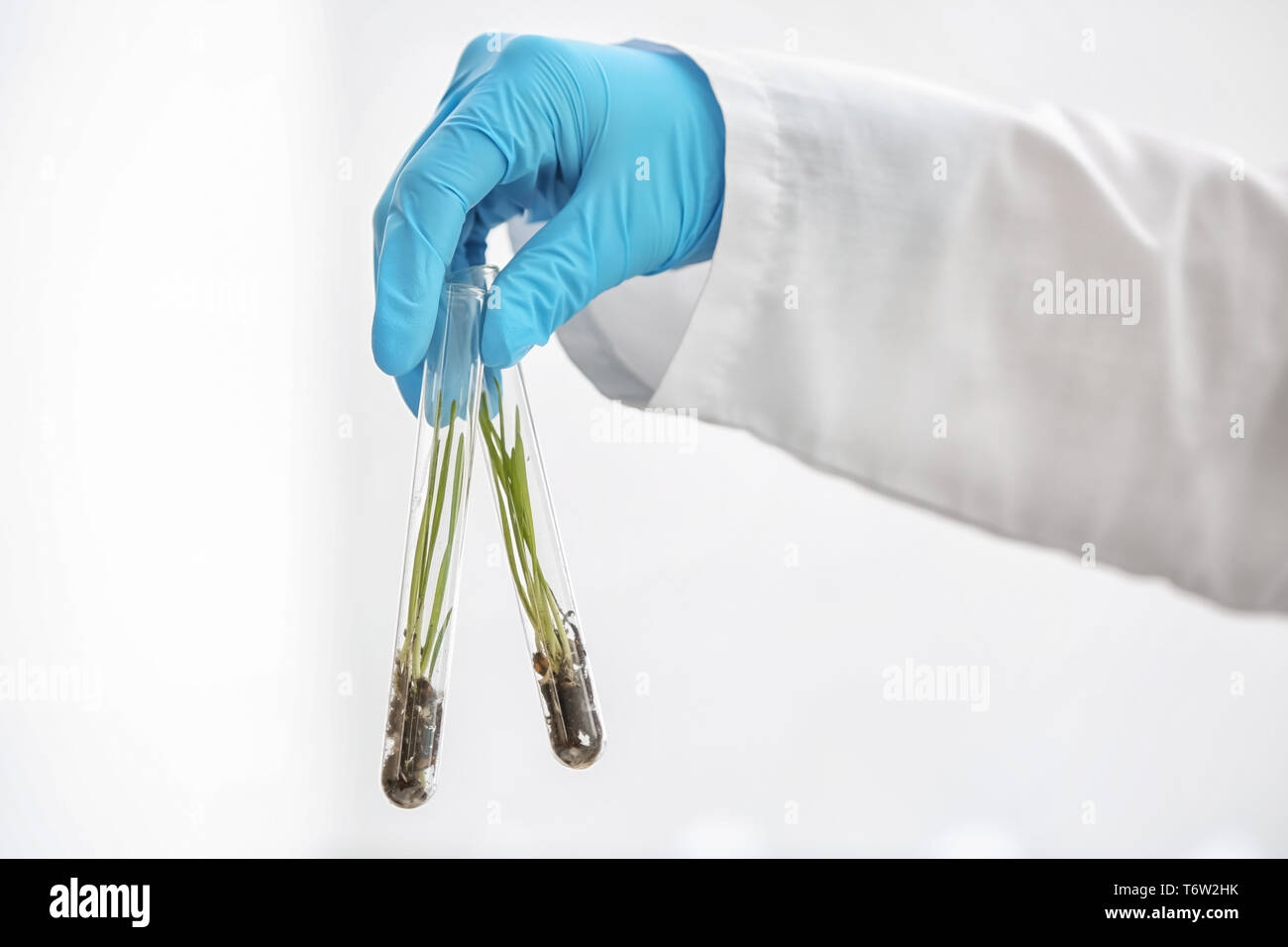 Scientist holding test tubes with plants on white background Stock ...
