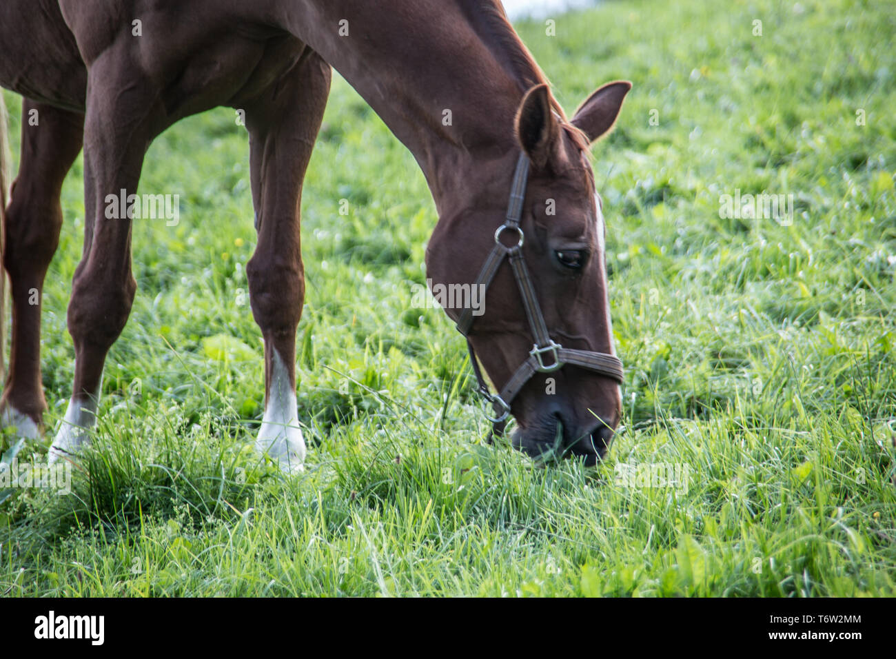 Riding horse on pasture Stock Photo - Alamy