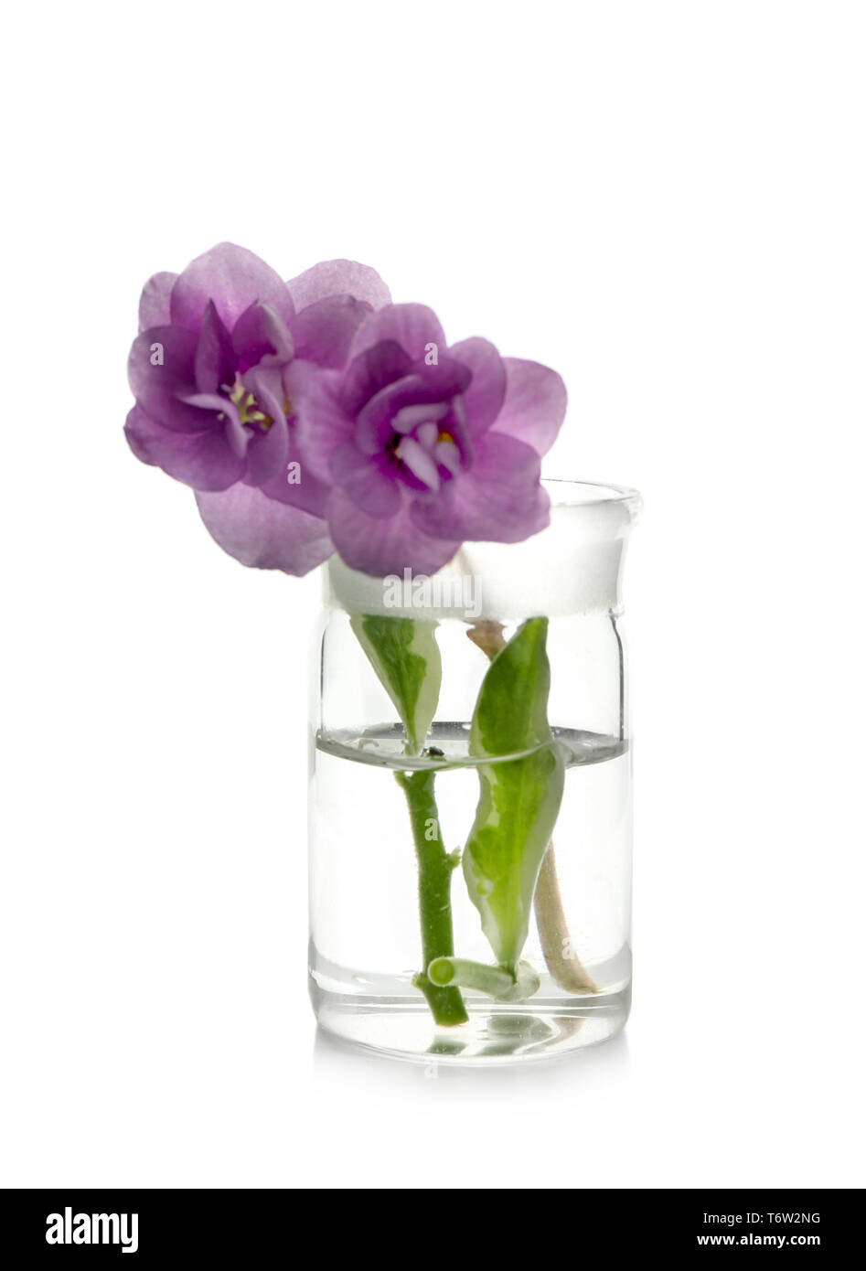 Beaker with flowers, isolated on white Stock Photo - Alamy