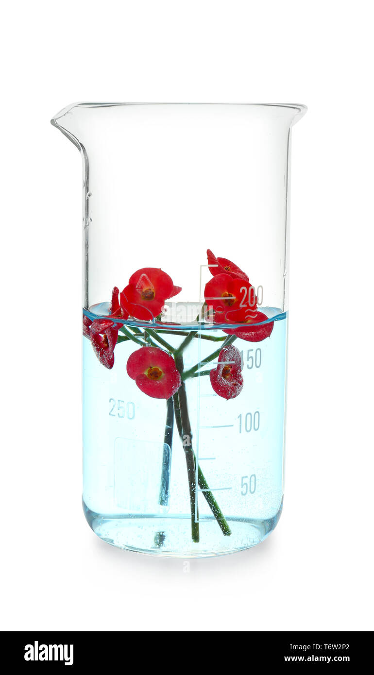 Flowers in beaker, isolated on white Stock Photo - Alamy
