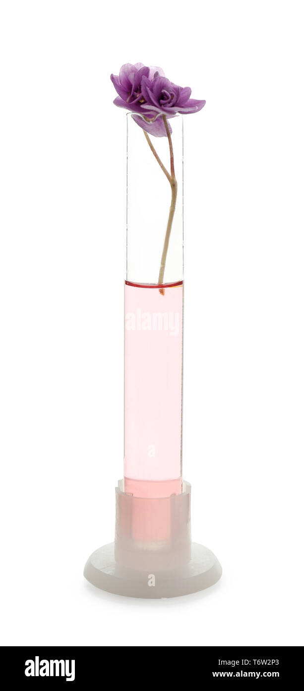 Flower in test tube, isolated on white Stock Photo - Alamy