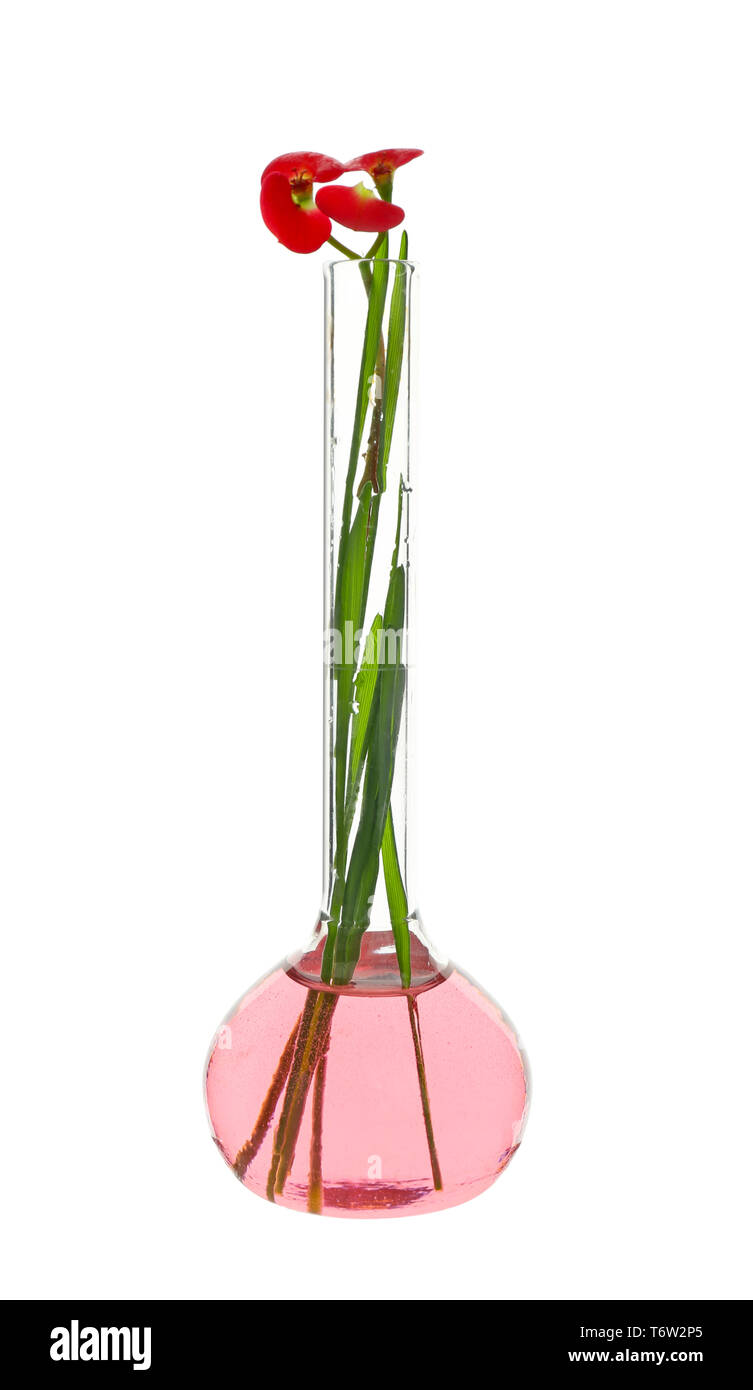 Flower in flask, isolated on white Stock Photo - Alamy