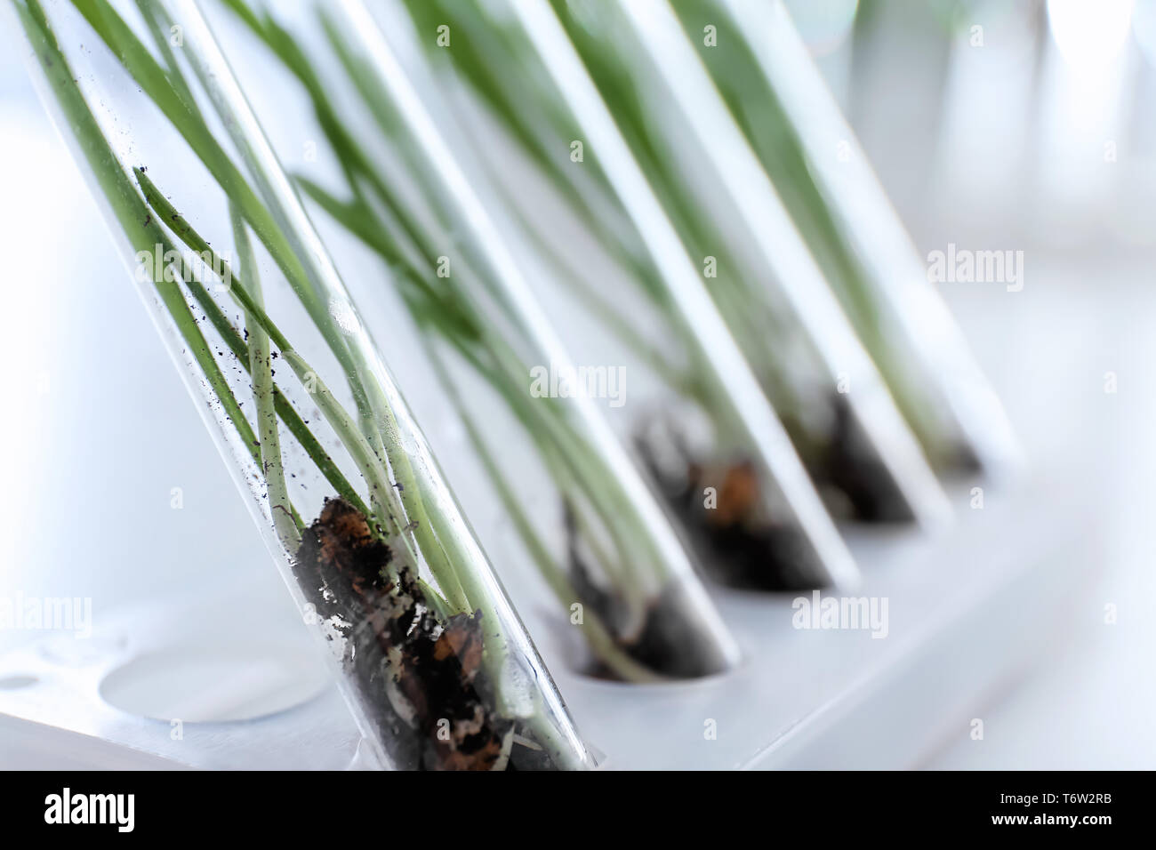 Plants in test tubes on light background, closeup Stock Photo - Alamy