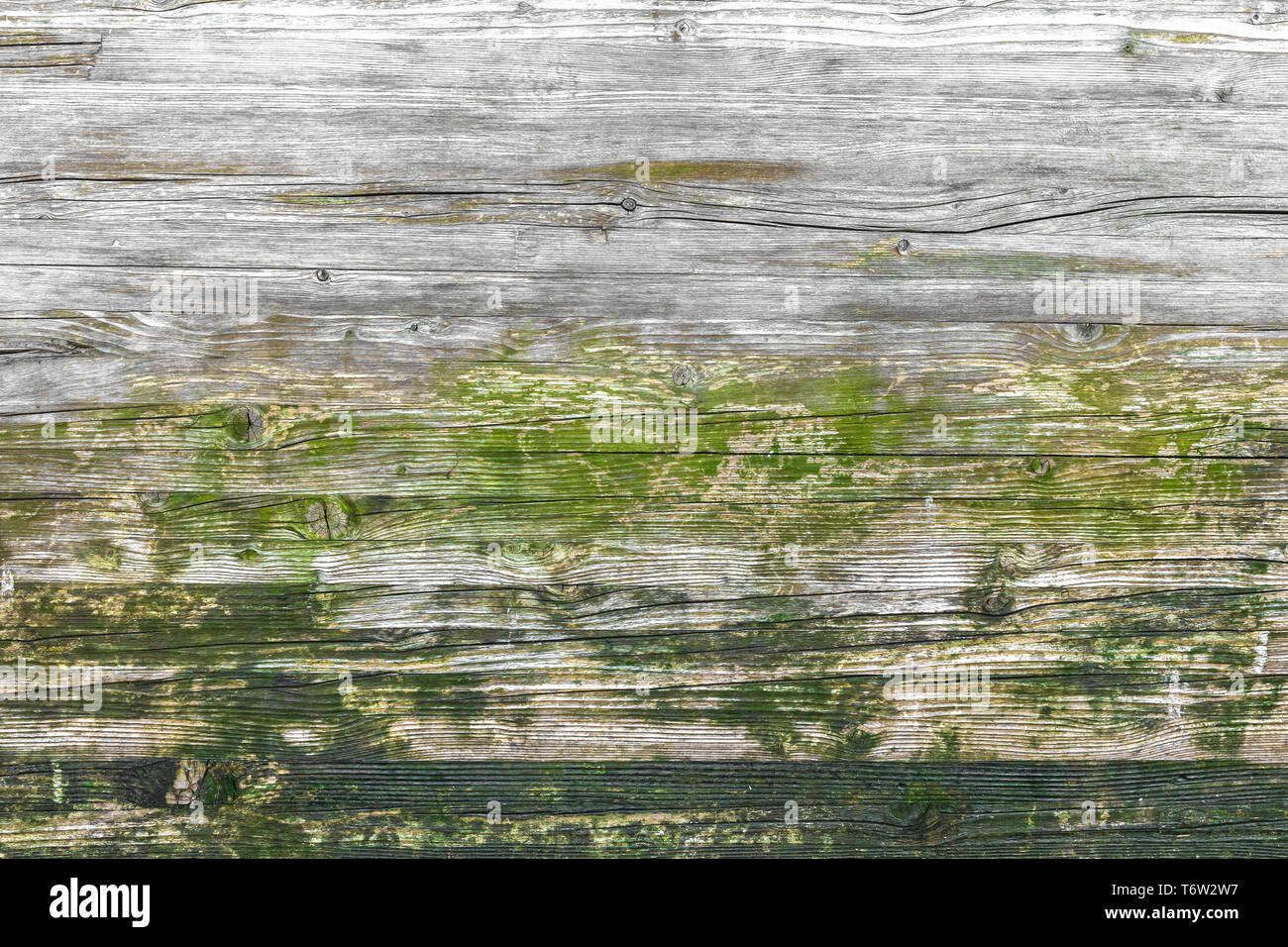 Wood texture with moss and mold Stock Photo - Alamy