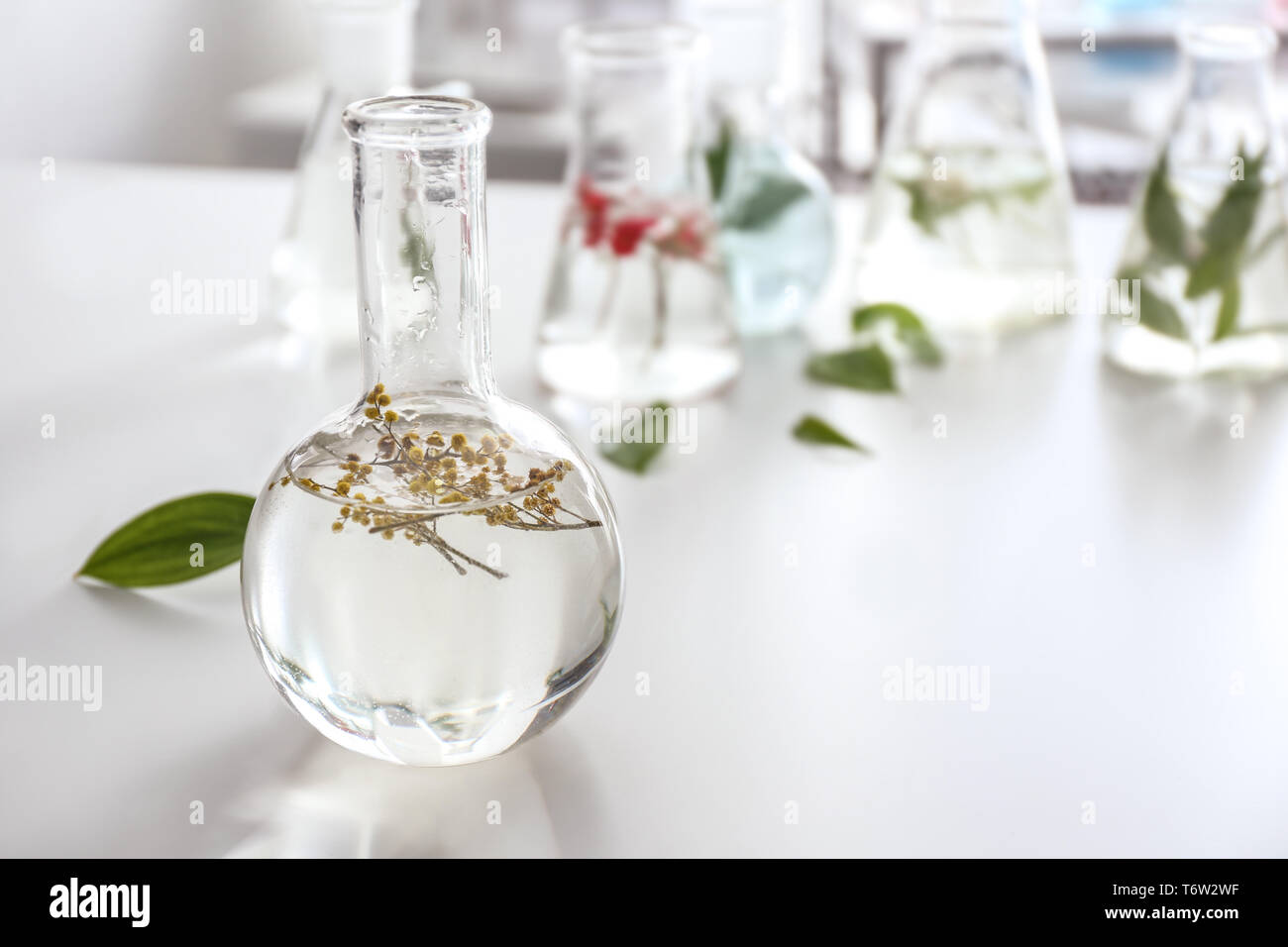 Plant in flask on table Stock Photo - Alamy