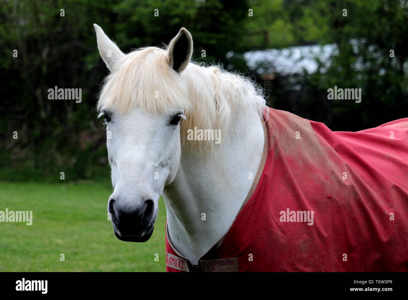 Horse Front Portrait. Horse; equus ferus caballus; subspecies equus ...