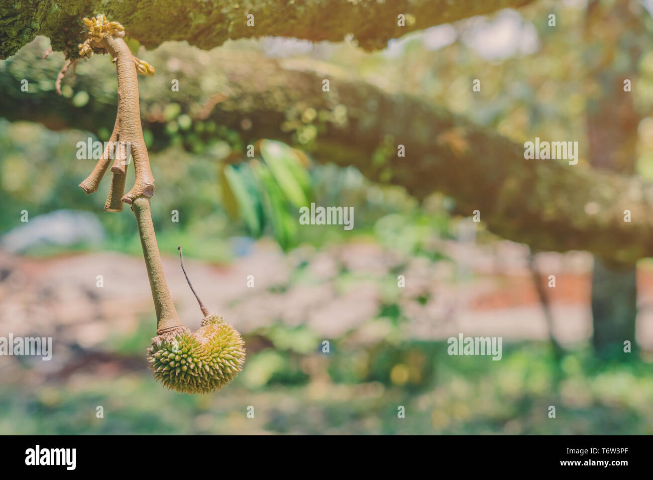 Flowering and growing of durian flowers on trees in April at ...