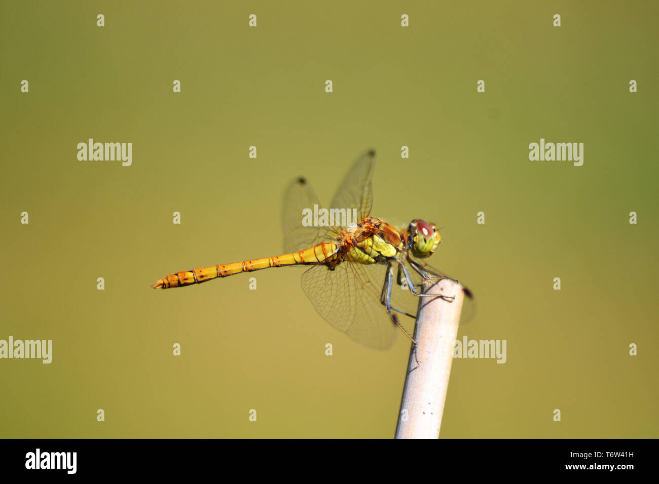 Immature female Common Darter - Sympetrum striolatum Stock Photo - Alamy