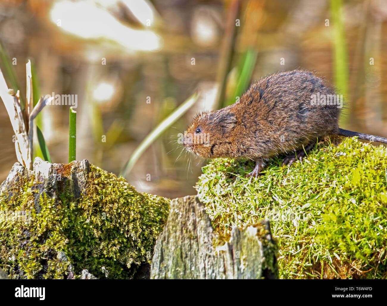 European water vole arvicola amphibious swimming hi-res stock ...
