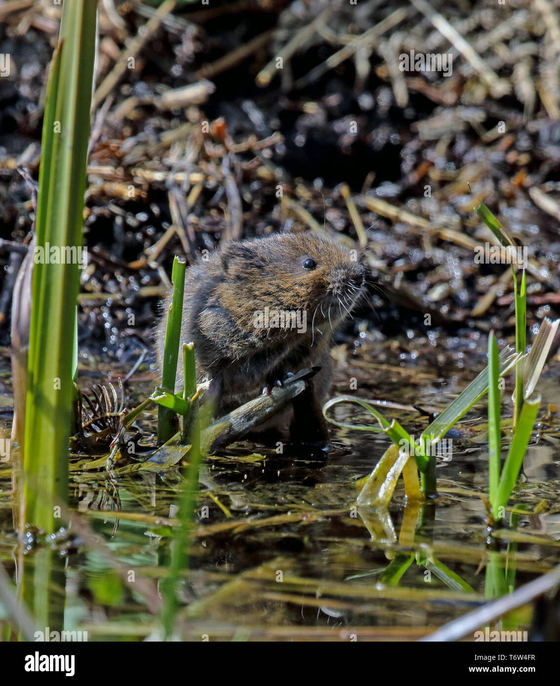 Water vole swimming hi-res stock photography and images - Alamy