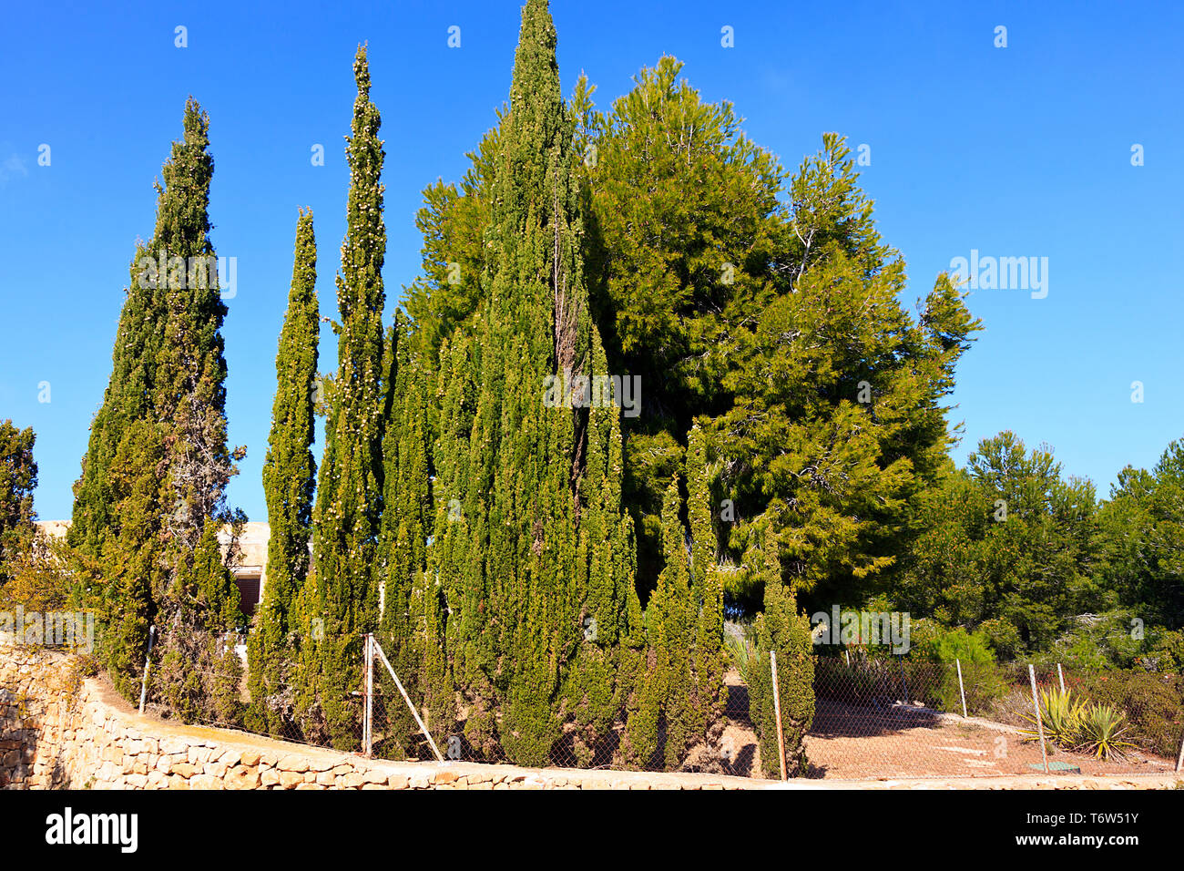 Different variety of trees from the conifer family growing together ...