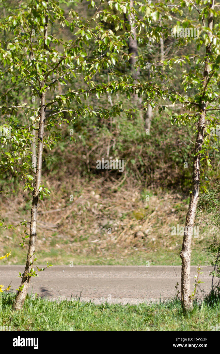 Two trees entwined hi-res stock photography and images - Alamy