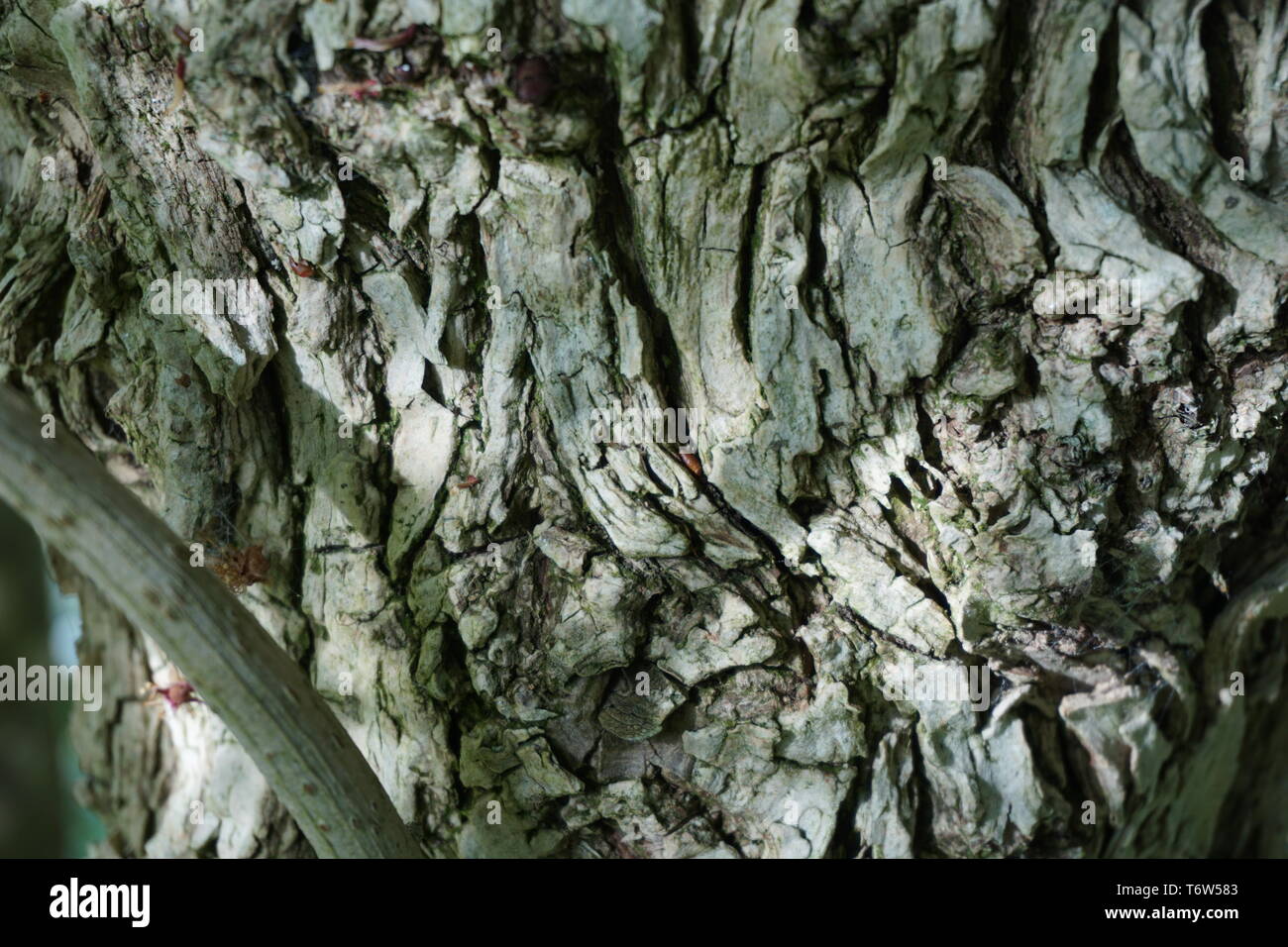 Elder tree bark hi-res stock photography and images - Alamy