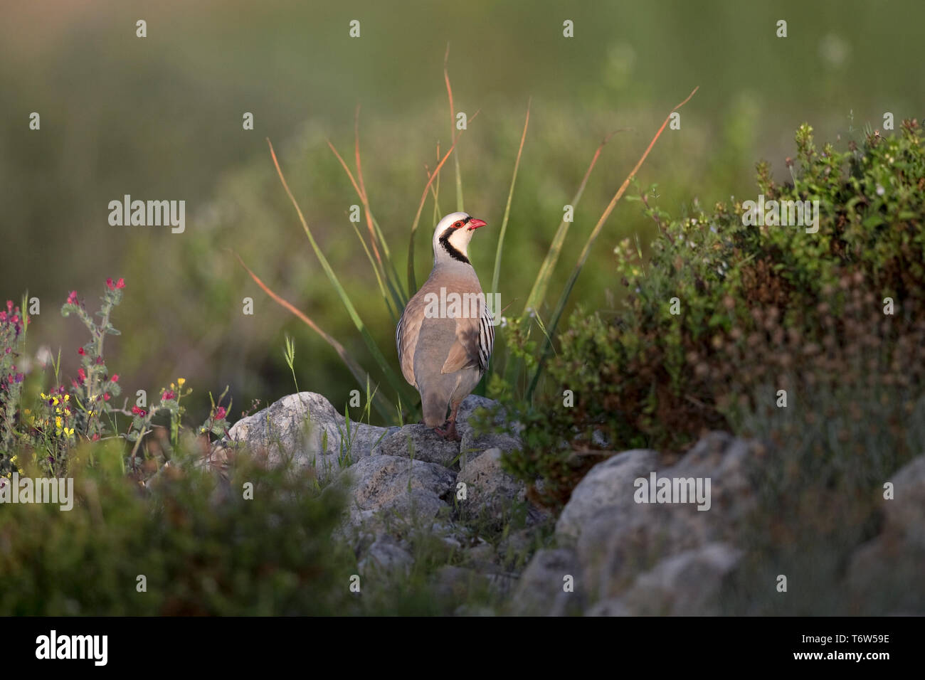 Chukar Partridge (Alectoris chukar Stock Photo - Alamy