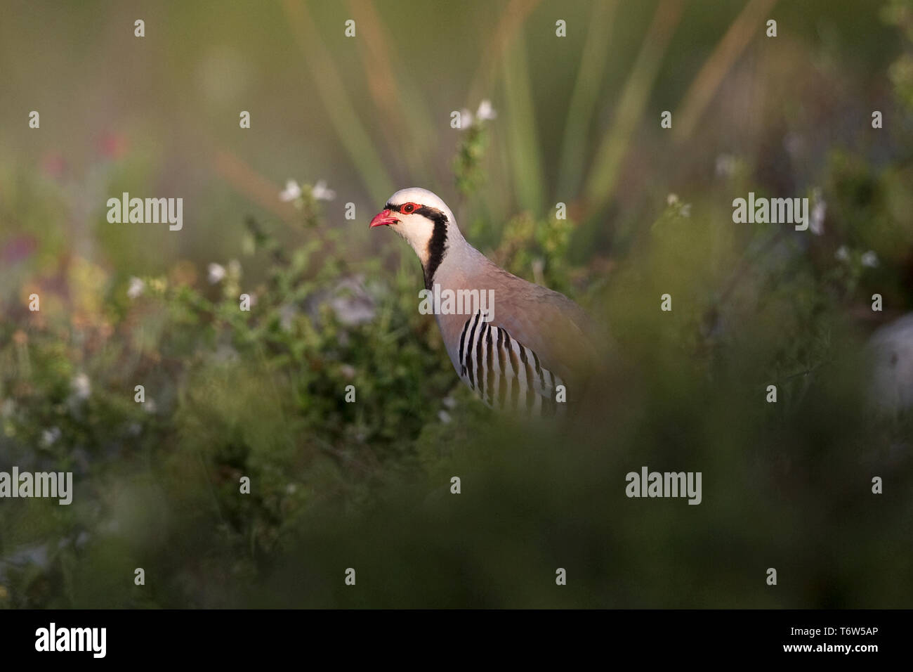 Chukar Partridge (Alectoris chukar Stock Photo - Alamy
