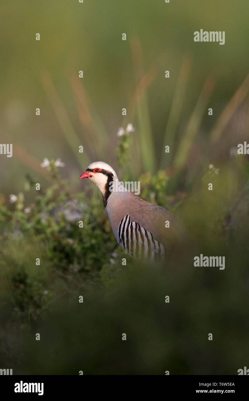 Chukar Partridge (Alectoris chukar Stock Photo - Alamy