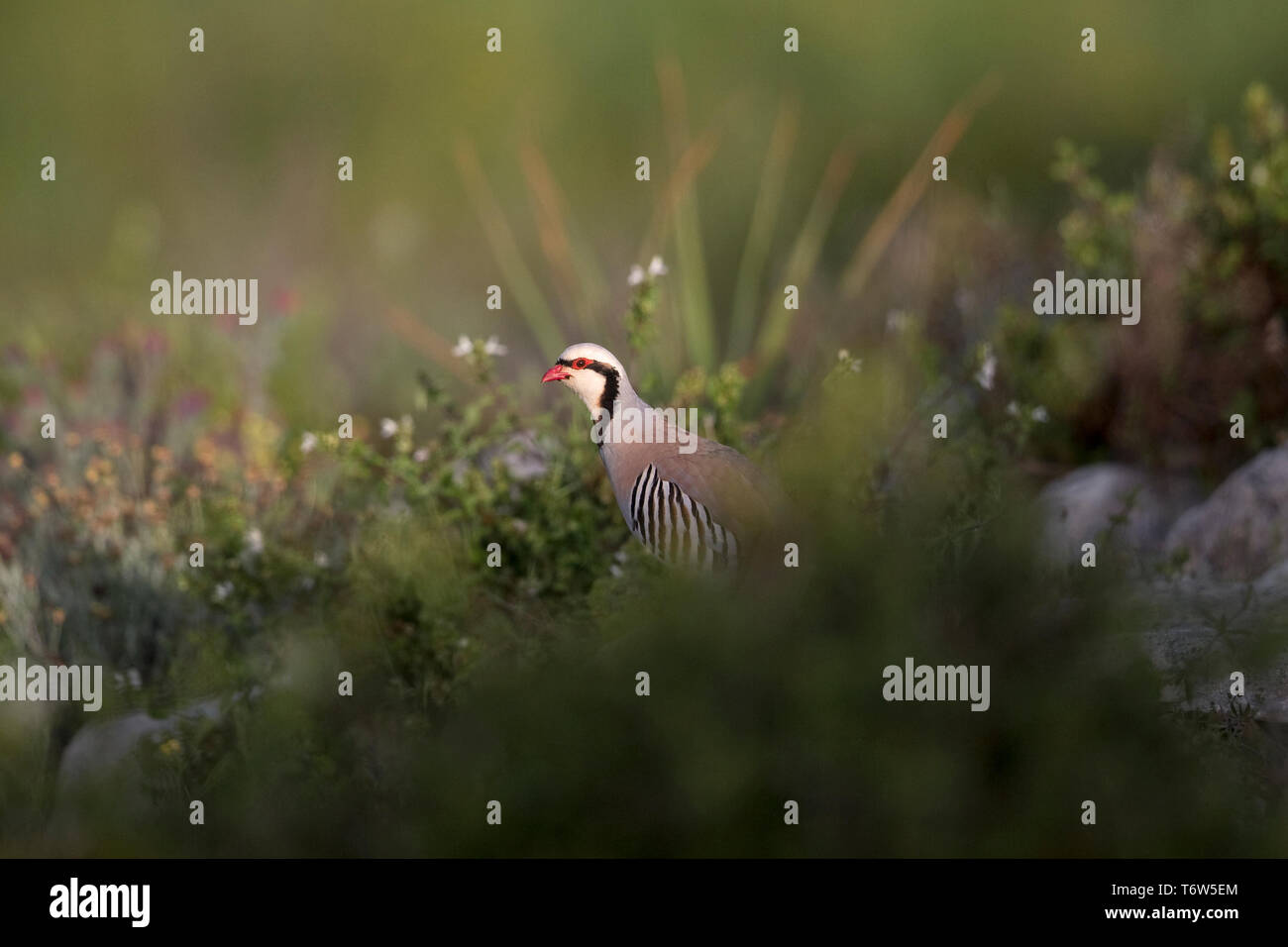 Chukar Partridge (Alectoris chukar Stock Photo - Alamy