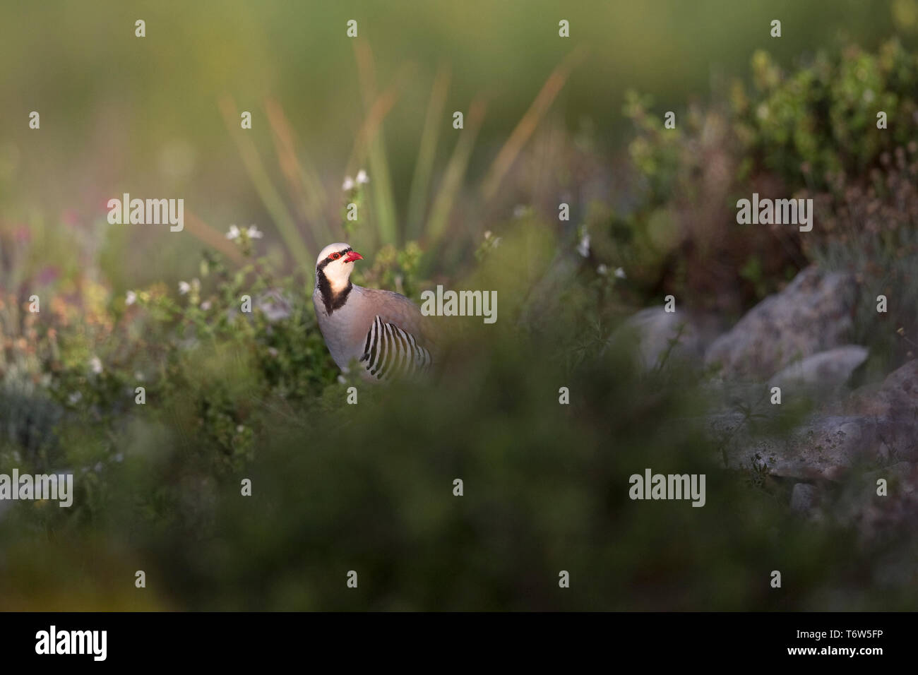 Chukar Partridge (Alectoris chukar Stock Photo - Alamy