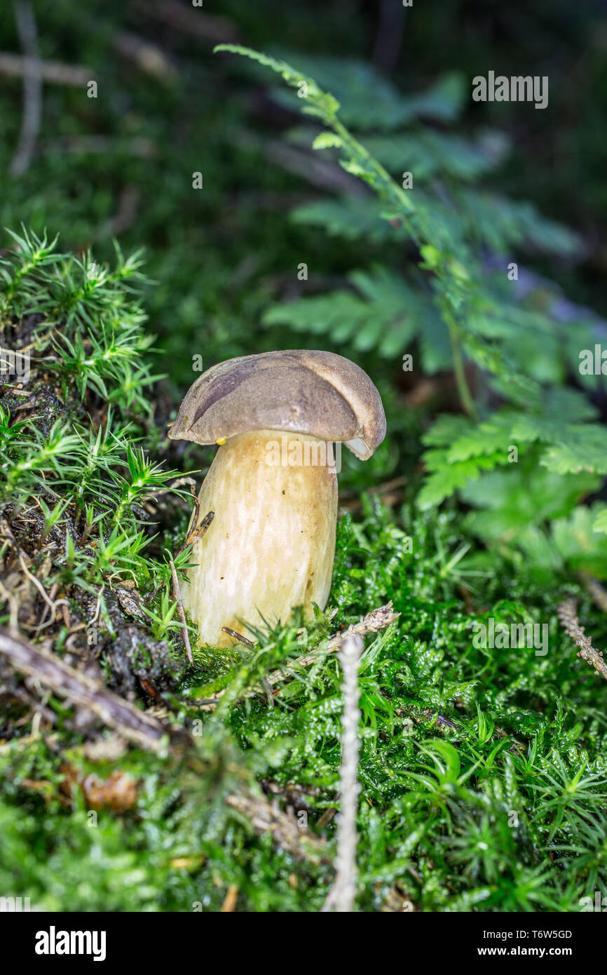 Boletus in the forest floor Stock Photo - Alamy