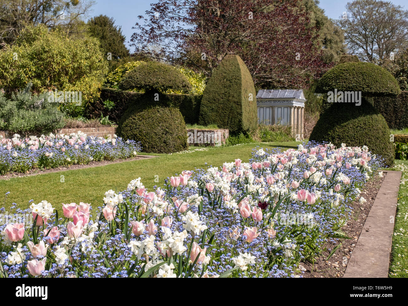 Flower beds of tulips and forget-me-knots in the gardens of Hinton ...
