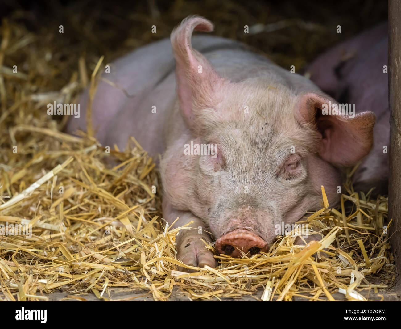 Pig sleeping on the ground in a barn on a farm Stock Photo - Alamy