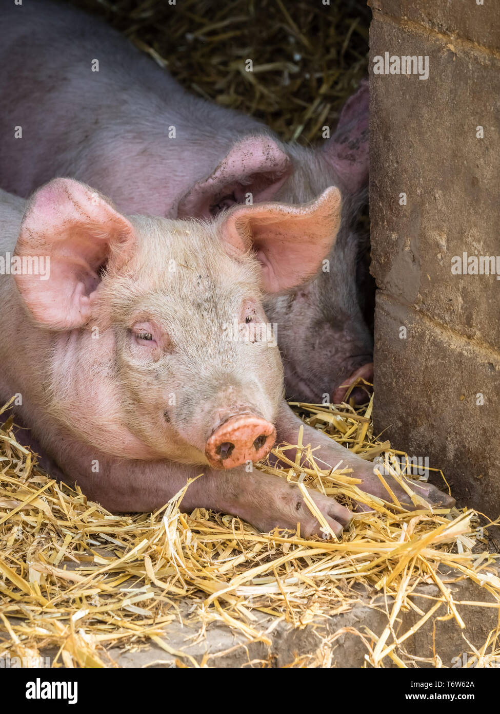 Pigs sleeping on the ground in a barn on a farm Stock Photo - Alamy