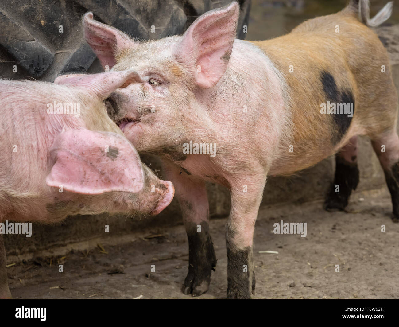 Whispering to each other hi-res stock photography and images - Alamy
