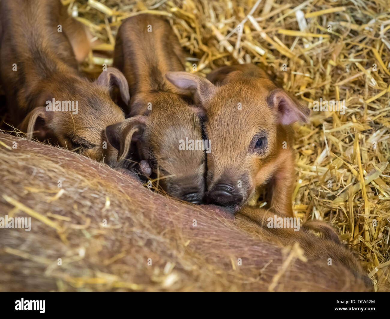 Mum and baby pigs hi-res stock photography and images - Alamy