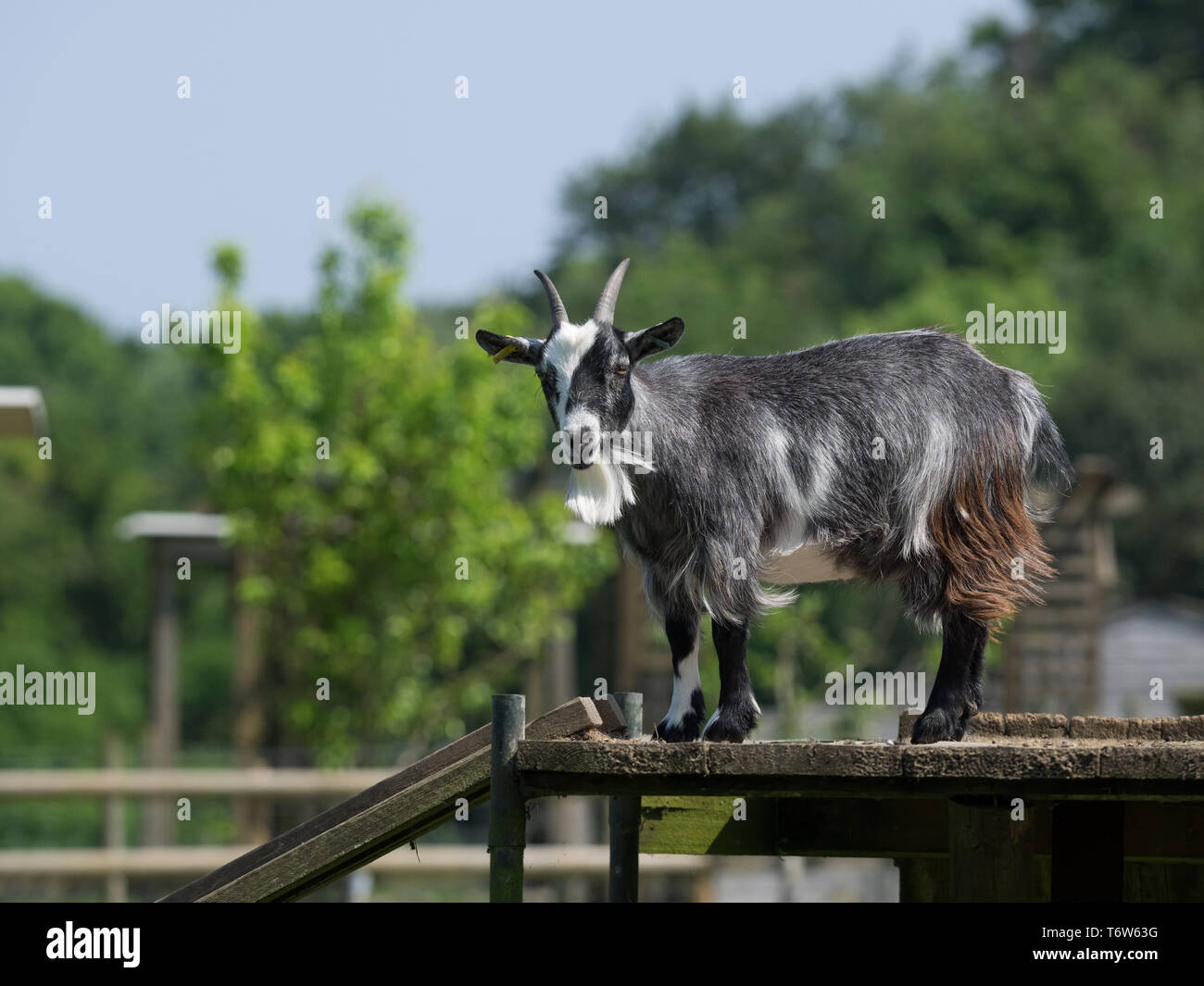 Goat platform hi-res stock photography and images - Alamy