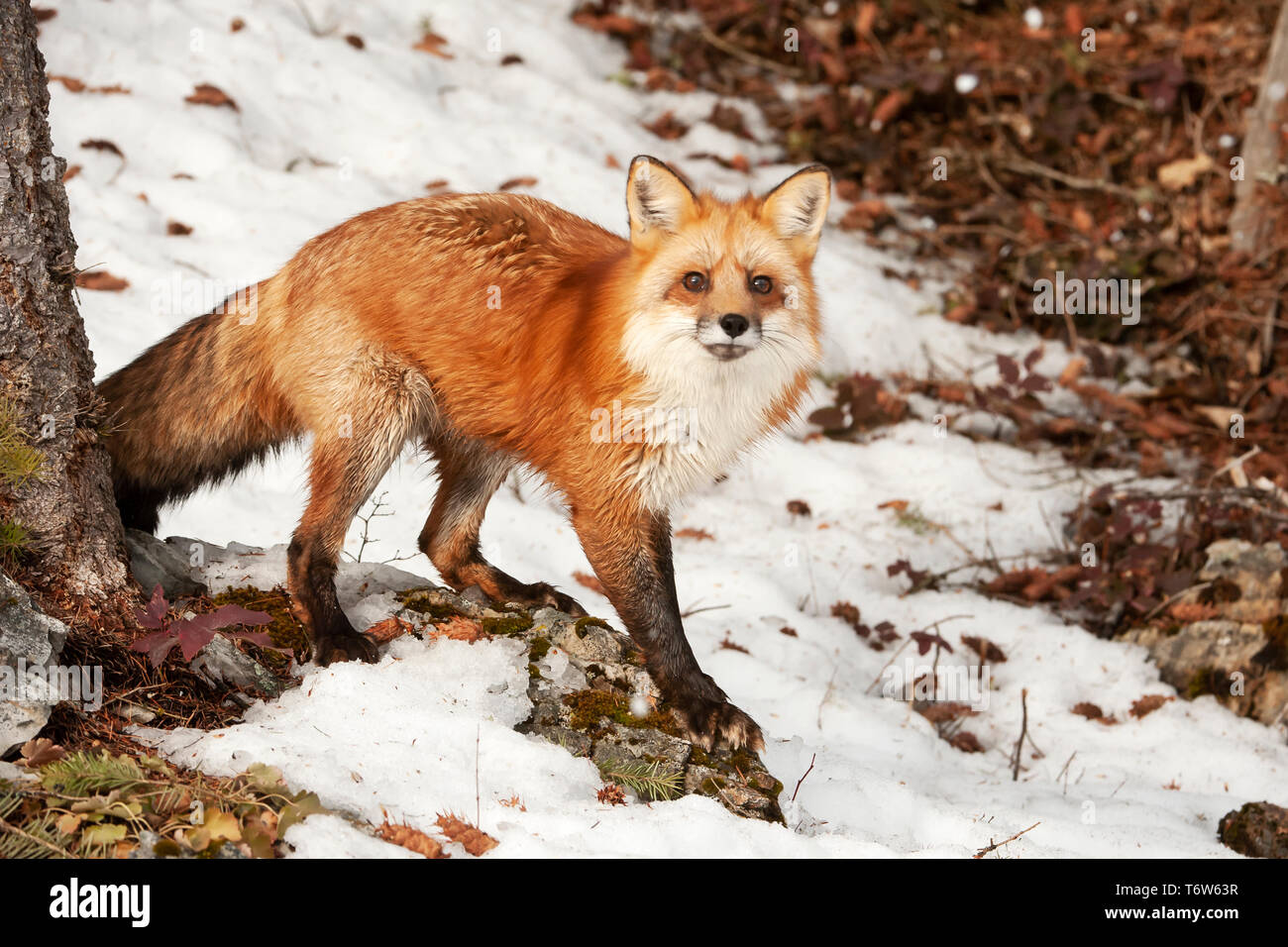 North America; United States; Montana; Wildlife; Winter; Red Fox ...