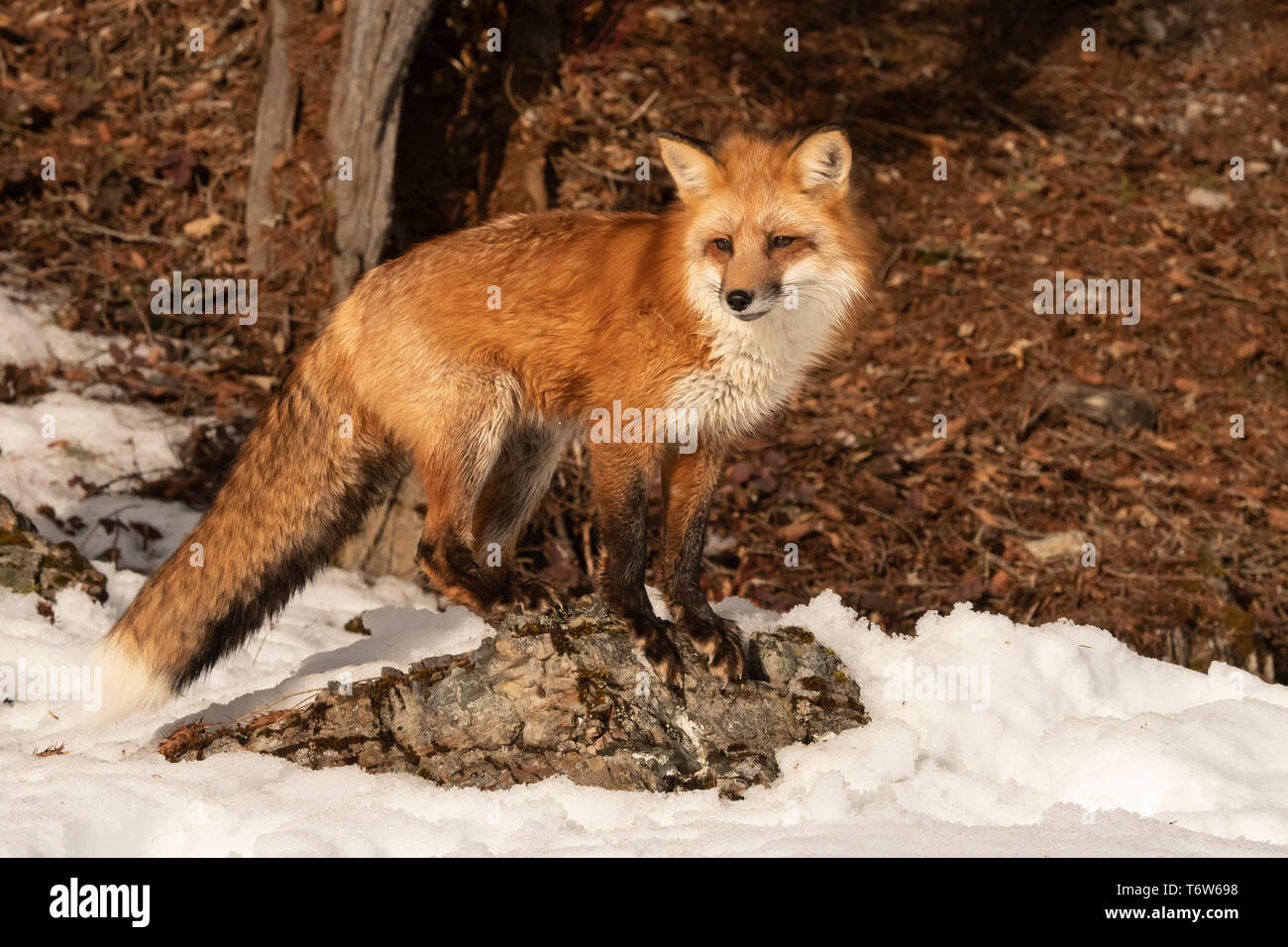 North America; United States; Montana; Wildlife; Winter; Red Fox ...