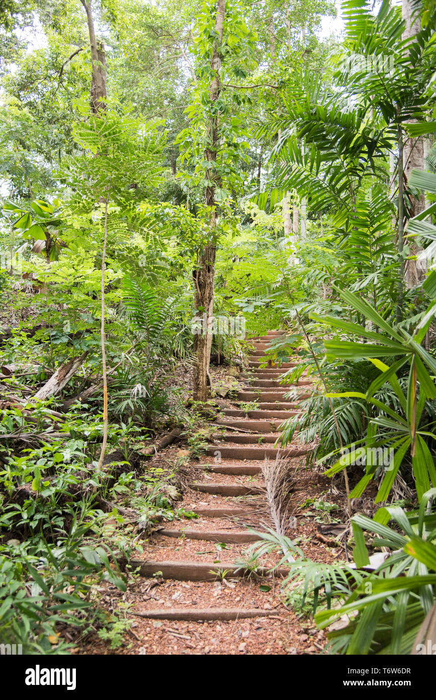 Steps through the lush rainforest greenery in tropical Darwin ...