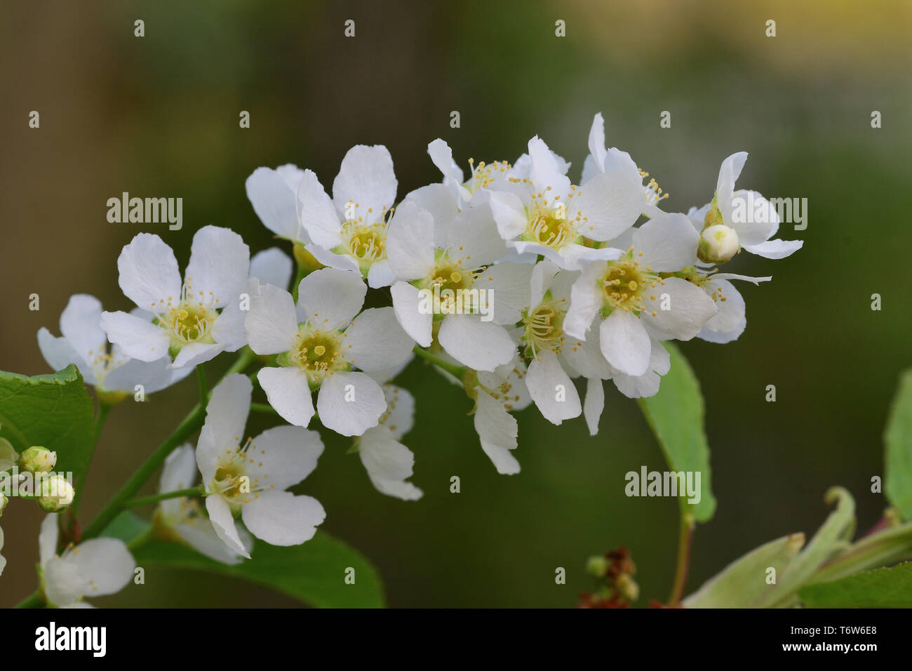Prunus padus uk hi-res stock photography and images - Alamy