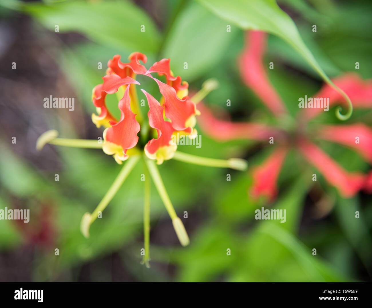 flower growing in outdoor garden in tropical Darwin, Australia Stock ...