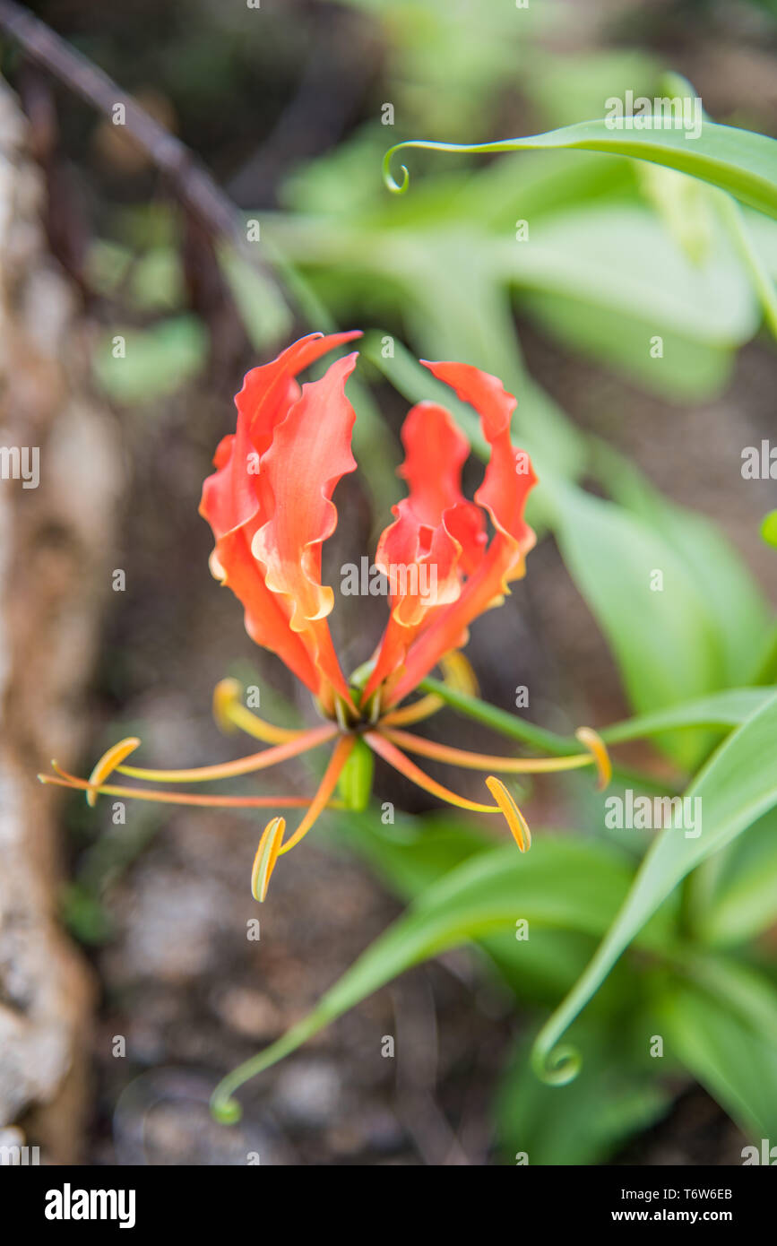 flower growing in outdoor garden in tropical Darwin, Australia Stock ...